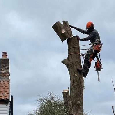 Pask Tree Care | Norfolk & Suffolk Tree Surgeons | Fully Insured